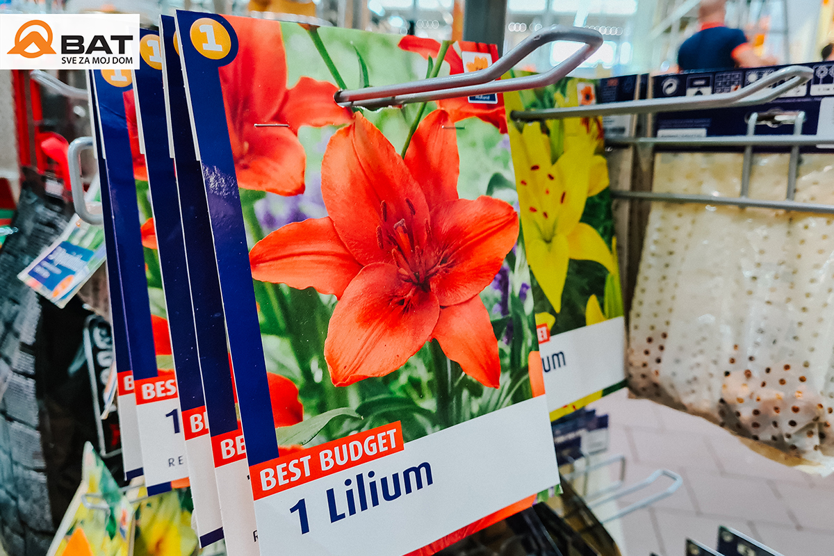 Jesenska sadnja lukovica za rascvjetali proljetni vrt - BAT prodajni centar