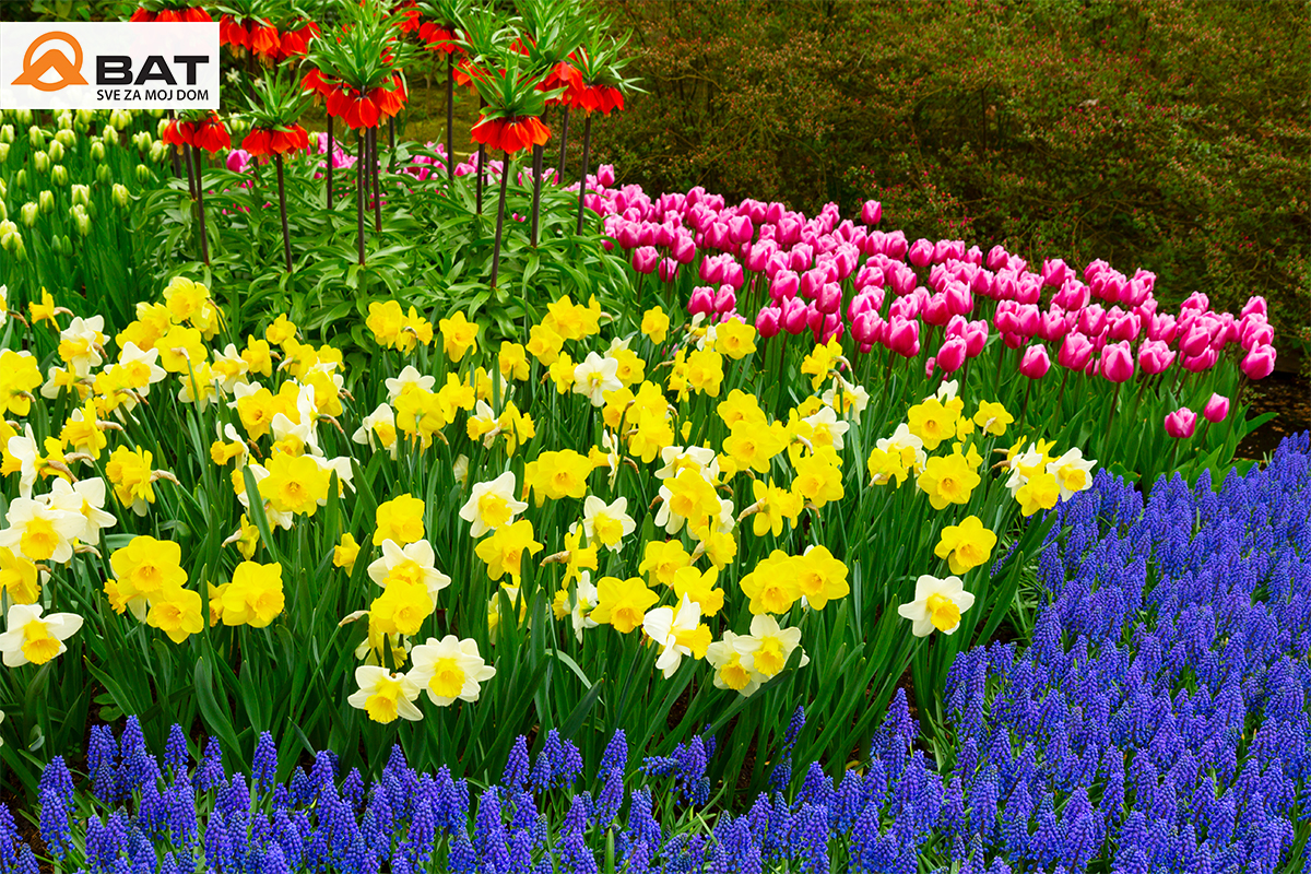 Jesenska sadnja lukovica za rascvjetali proljetni vrt - BAT prodajni centar