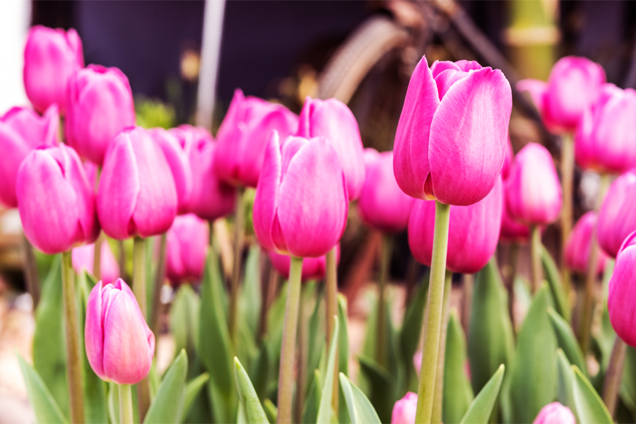Vrijeme je za sadnju lukovica proljetnog cvijeća - BAT prodajni centar